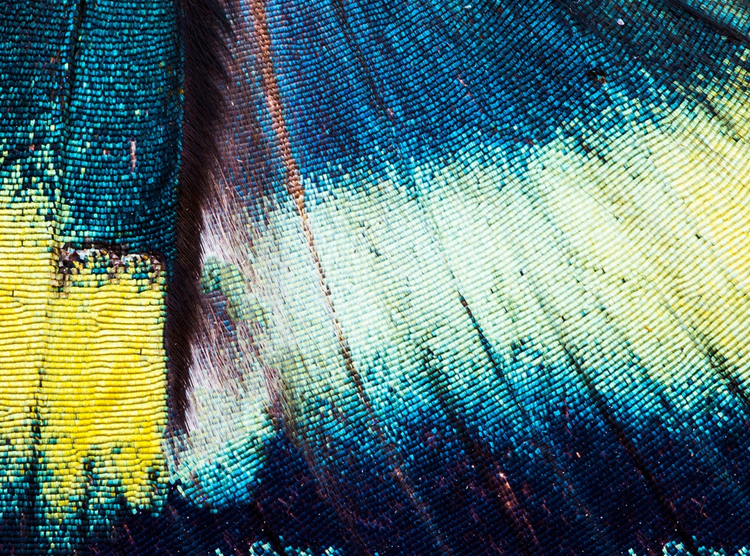 People: The human engine of adaptability - Gate One